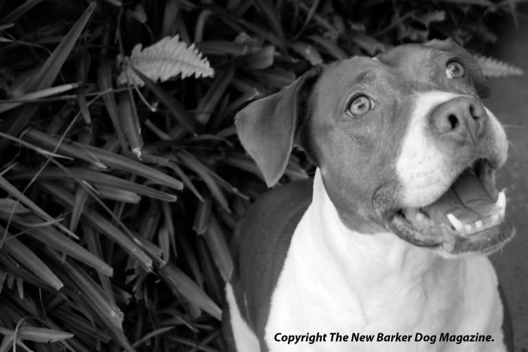 The Occupational Hazard Of Working With Animals. – The Art Of Dog.™