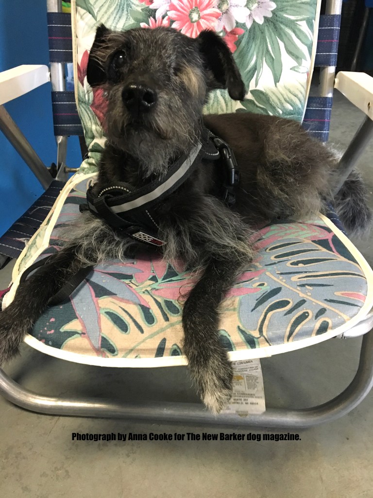 The Human+Dog Bond. – The Art Of Dog.™