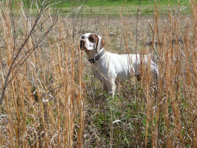 Broken Down Angel – The Art Of Dog.™