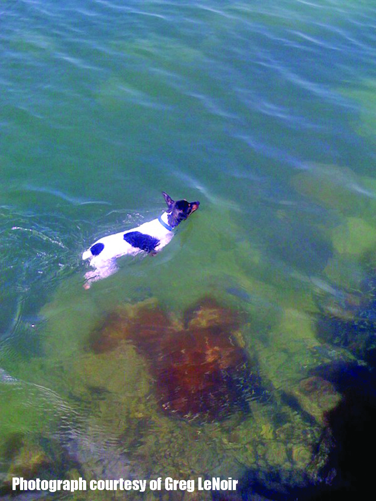 Jake and the Shark – The Art Of Dog.™